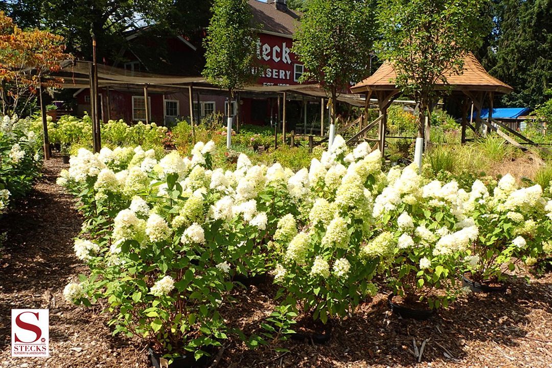 Planting Trees and Shrubs | STECKS NURSERY AND LANDSCAPING
