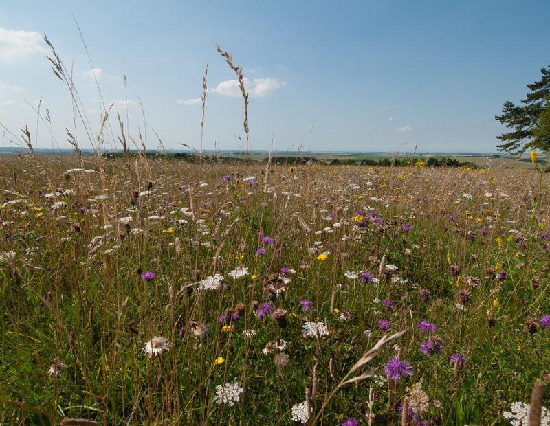 Charles Flower | Wild Flower Consultancy & Seed Business