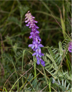 Seeds - Charles Flower