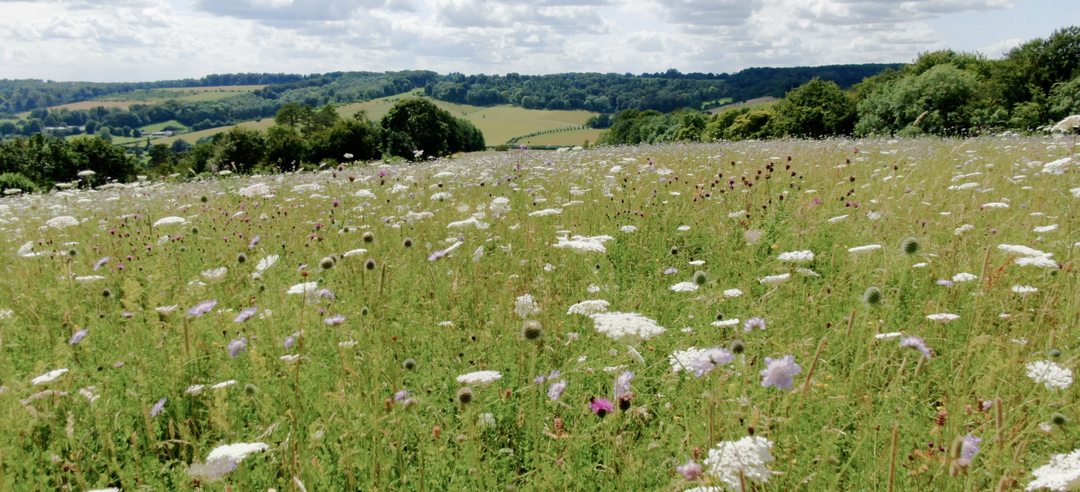 Charles Flower | Wild Flower Consultancy & Seed Business