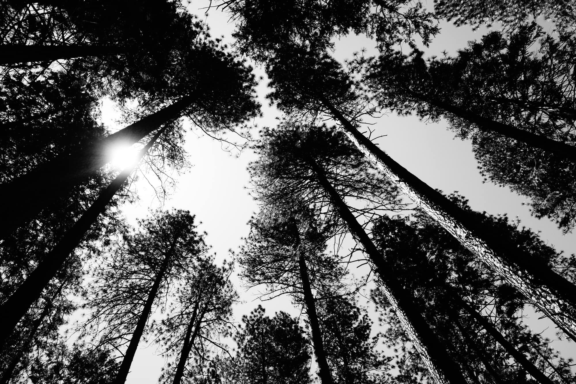How The SIBAM Model Can Help You Overcome Trauma