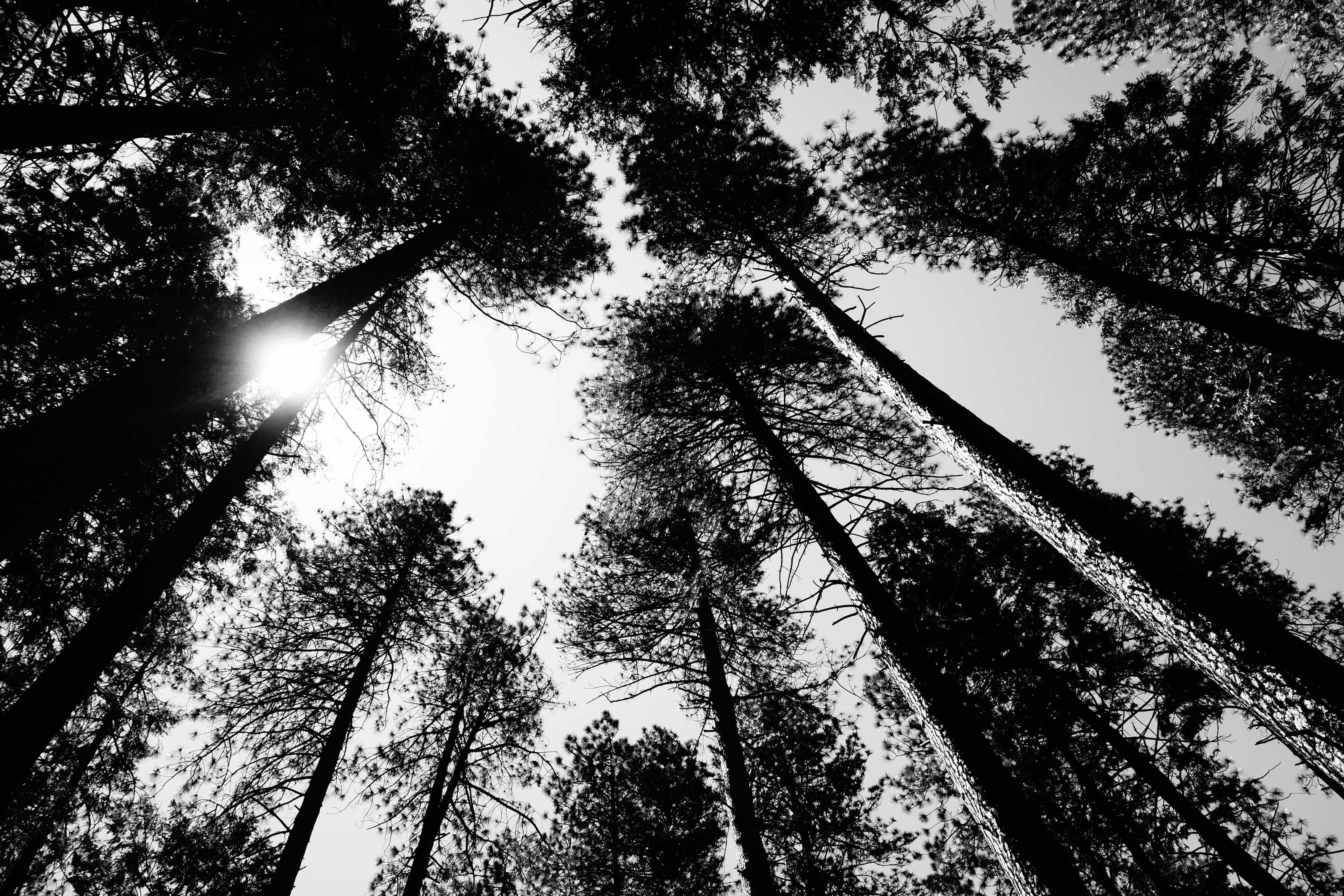 How The SIBAM Model Can Help You Overcome Trauma