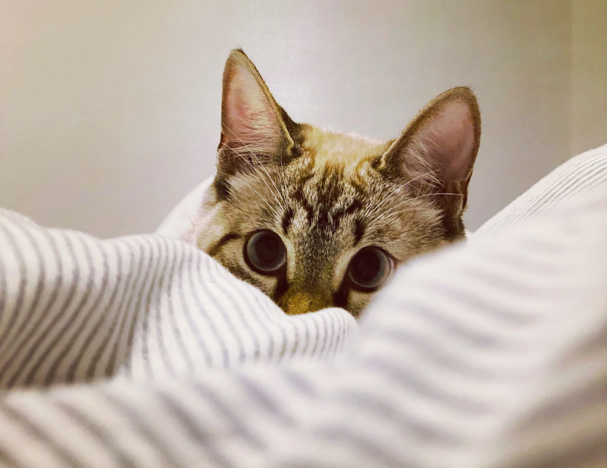 Rex
