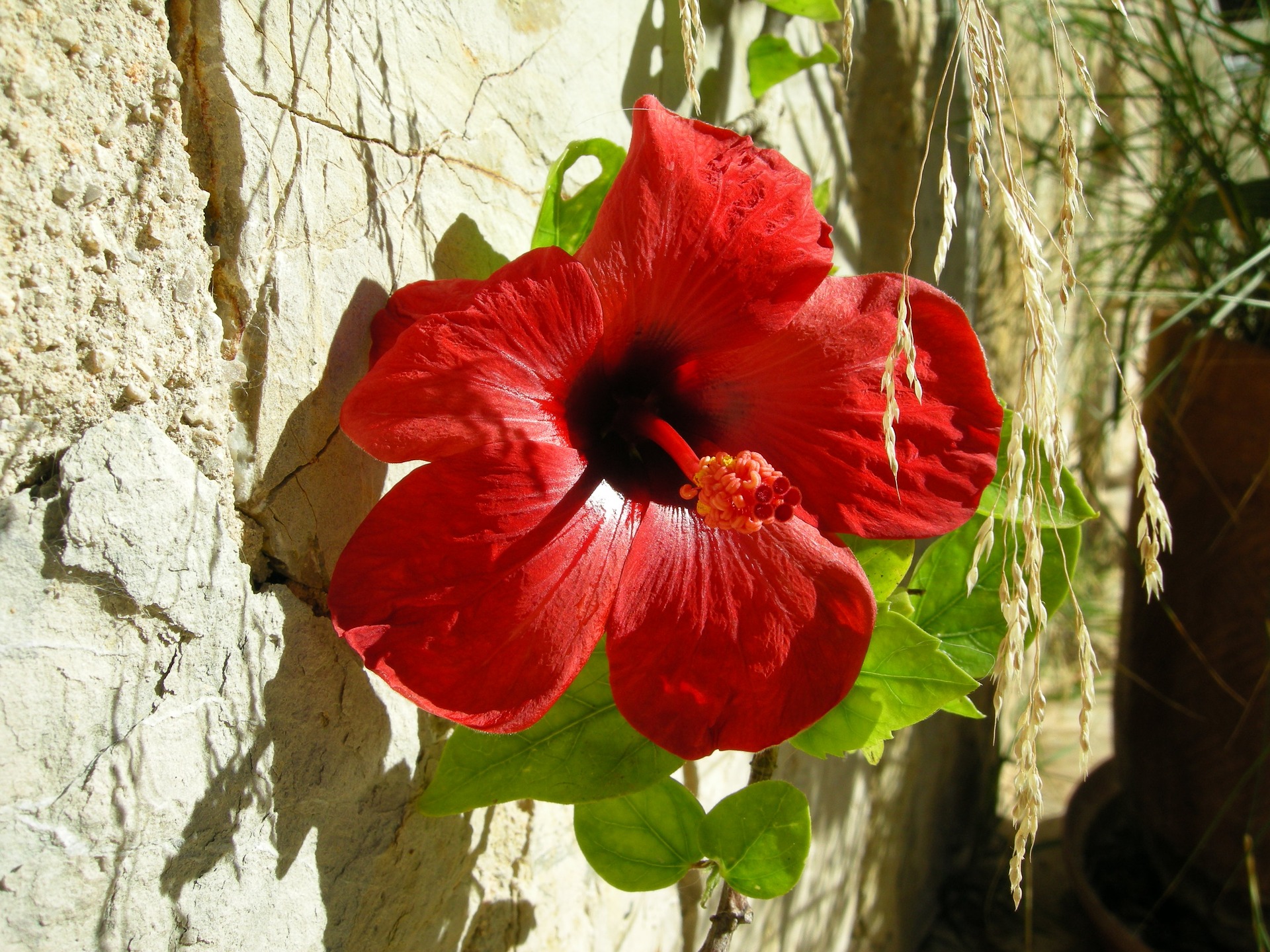 La fleur d'hibiscus