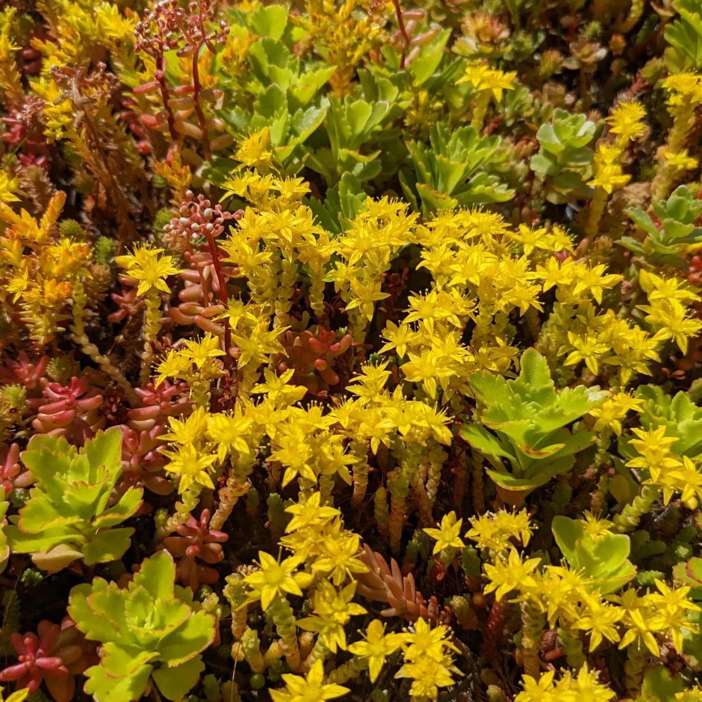 The Benefits of a Green Roof in the Winter - GrufeKit News