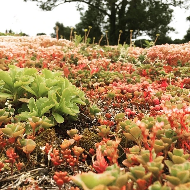 Embracing Sustainability: The Role of Green Roofs in Building a Greener ...