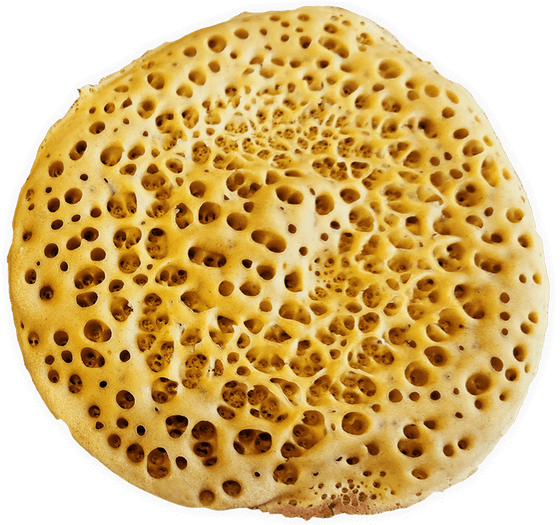 Ployes - French-Acadian versatile flatbread. Delicious anytime of the day.