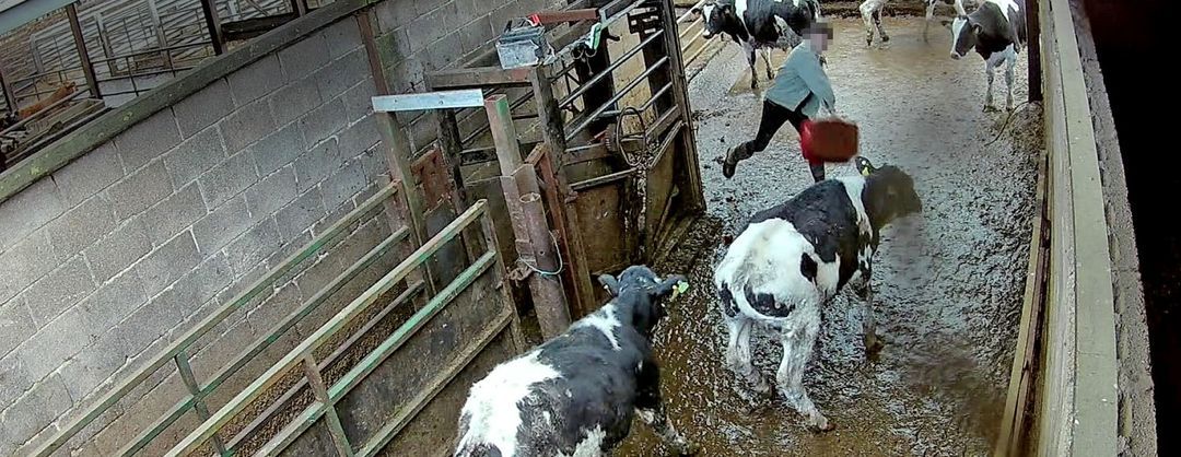 Ending the exploitation of animals used in agriculture