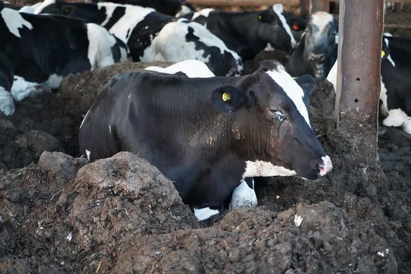 The UK's first exposé of a beef 'mega-farm'