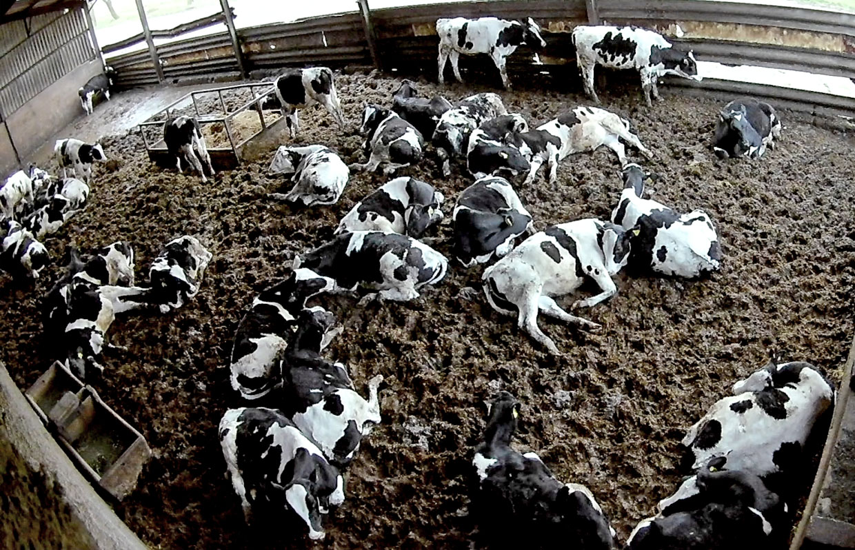 The UK's first exposé of a beef 'mega-farm'