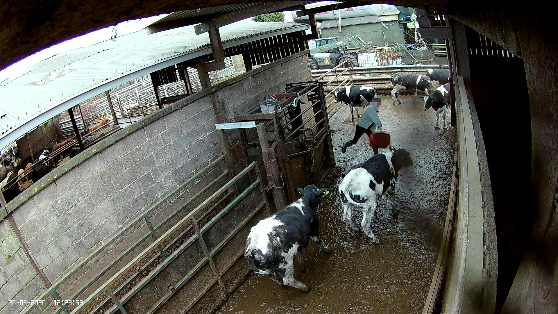 The UK's first exposé of a beef 'mega-farm'