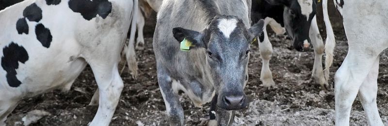 Ending the exploitation of animals used in agriculture