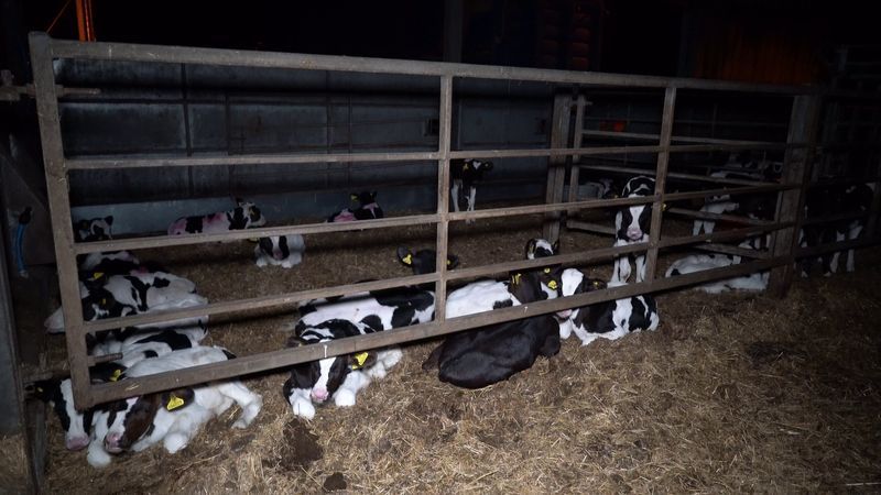 Ending the exploitation of animals used in agriculture