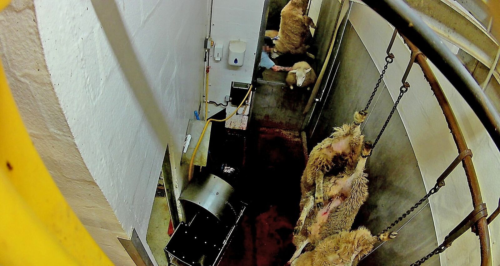 Ending the exploitation of animals used in agriculture