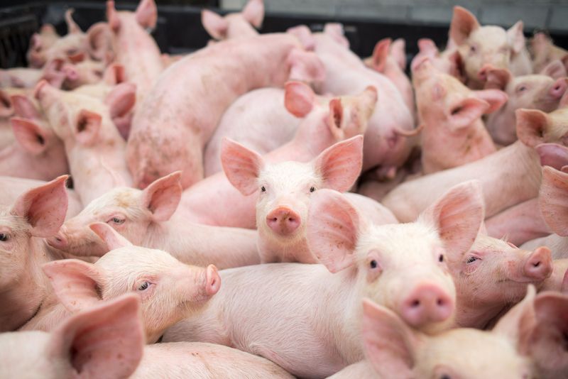 Ending the exploitation of animals used in agriculture