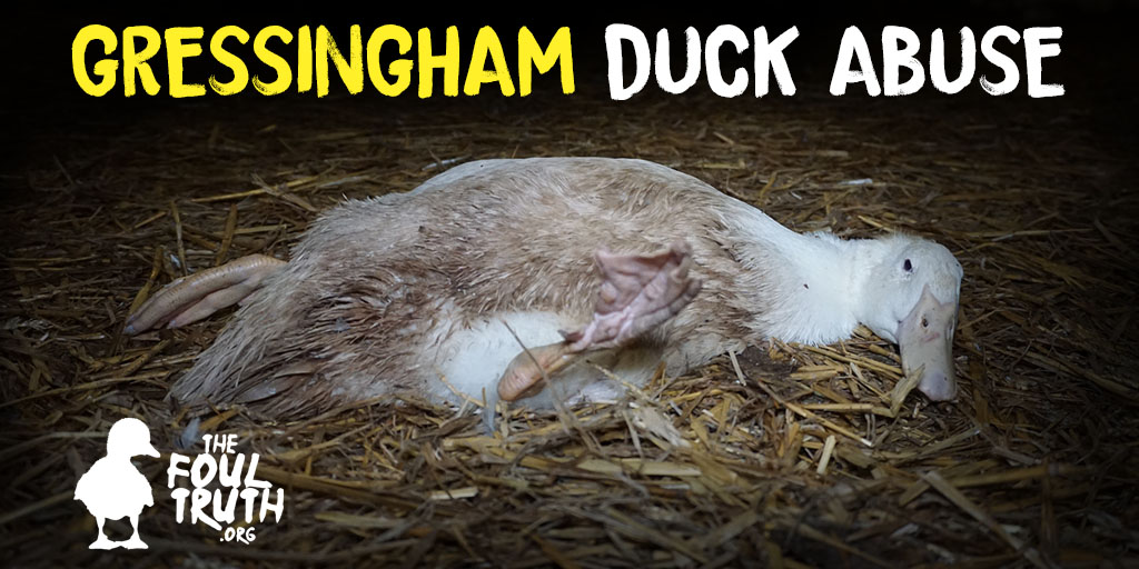 The reality for ducks on British farms
