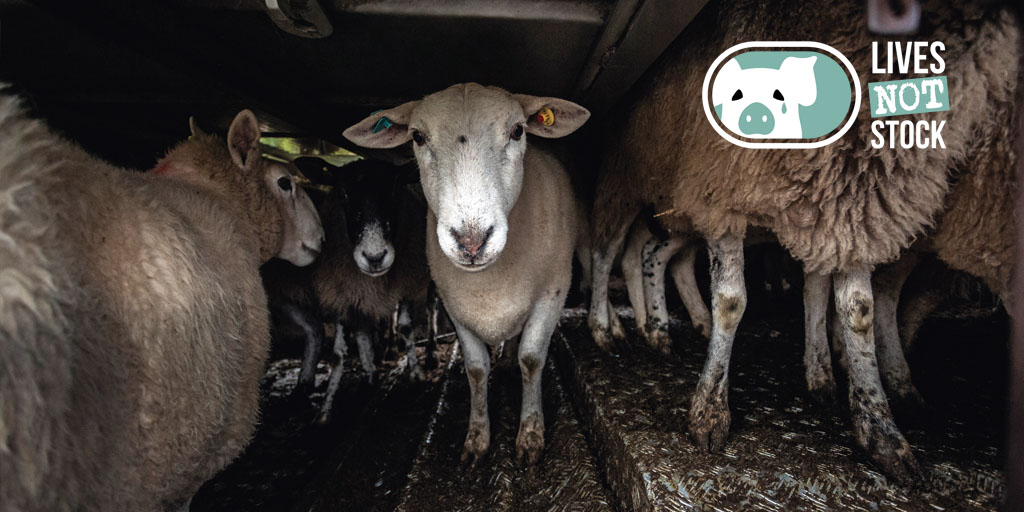 Animals are not stock!