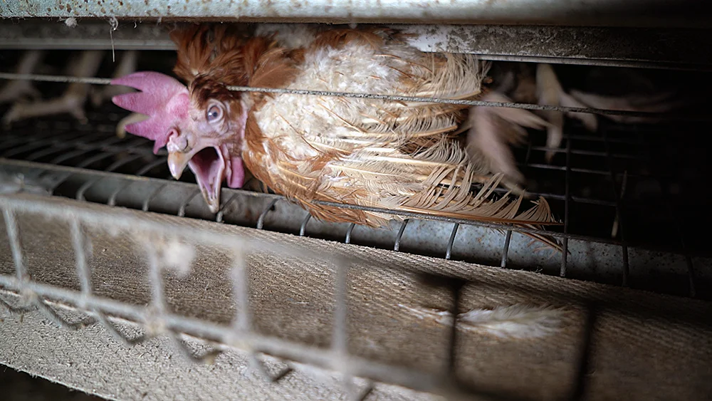 Uncovering a Rotten Industry: Bird Bros Exposed