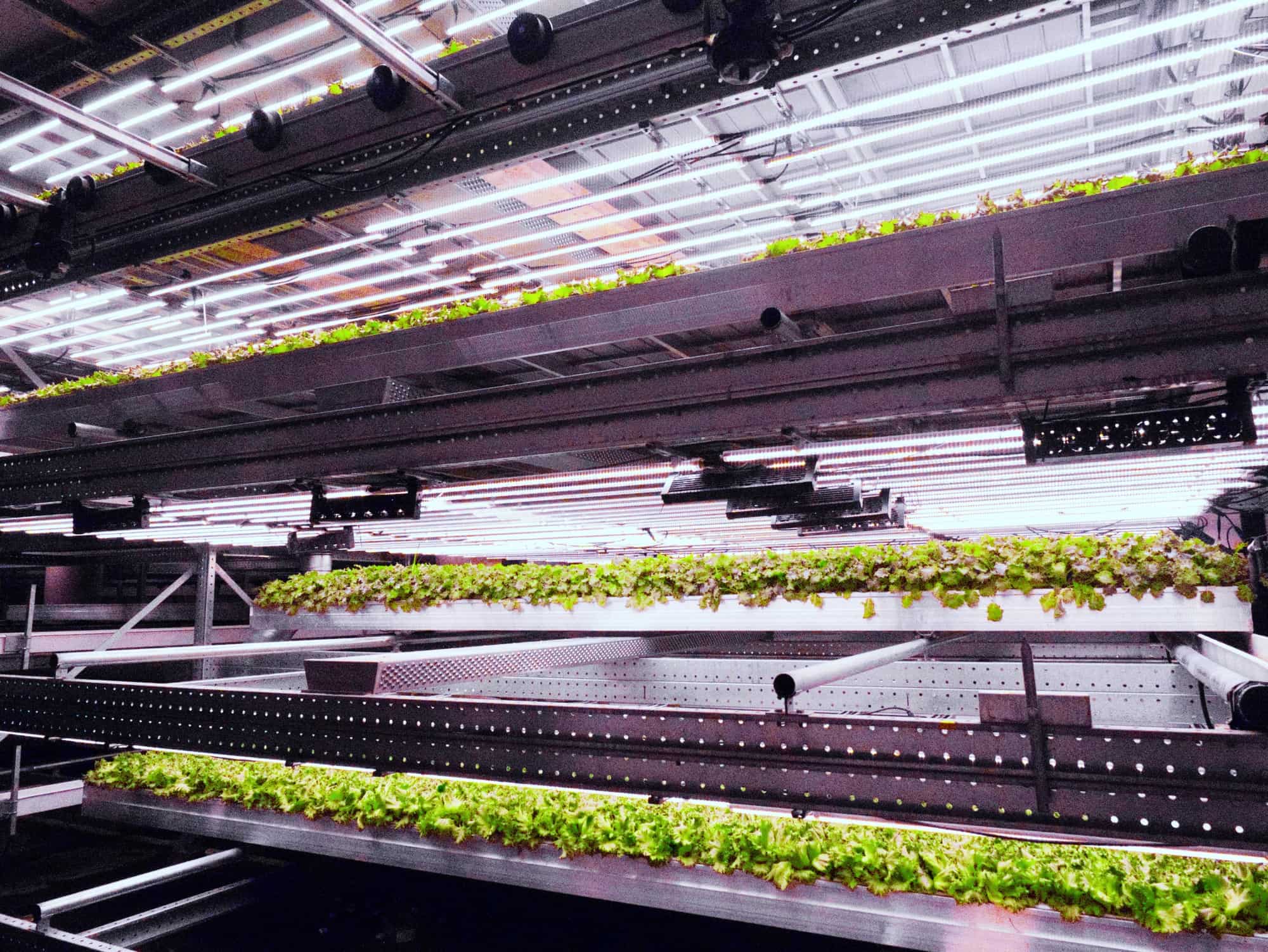 How does Vertical Farming work?