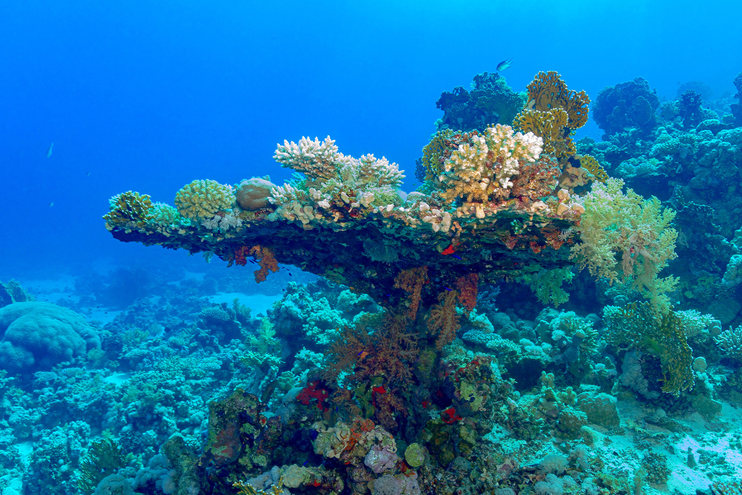 The structure and function of marine ecosystems is changing due to ...