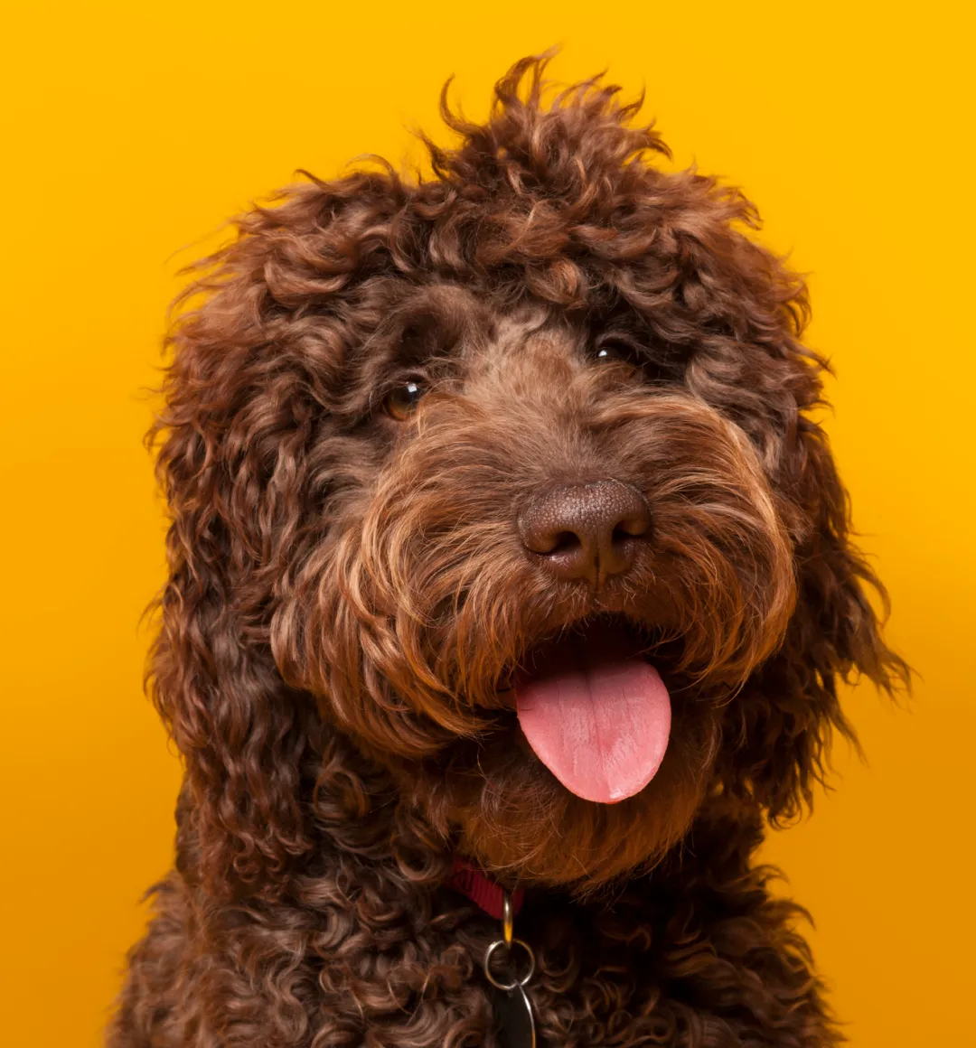 Why Mixed Breed Dogs Are Healthier