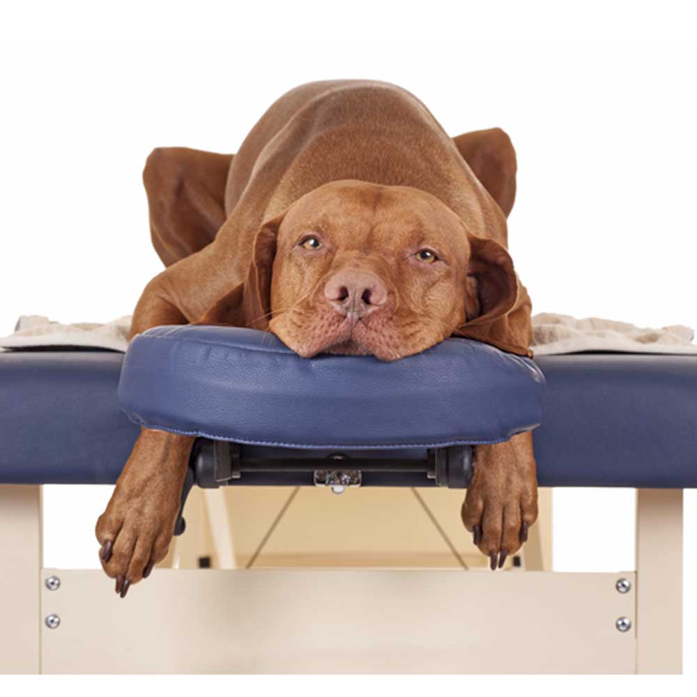 Canine Massage