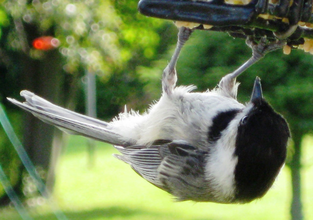 Citizen Science - How Counting Birds Helps Them & You - Bird Buddy Blog