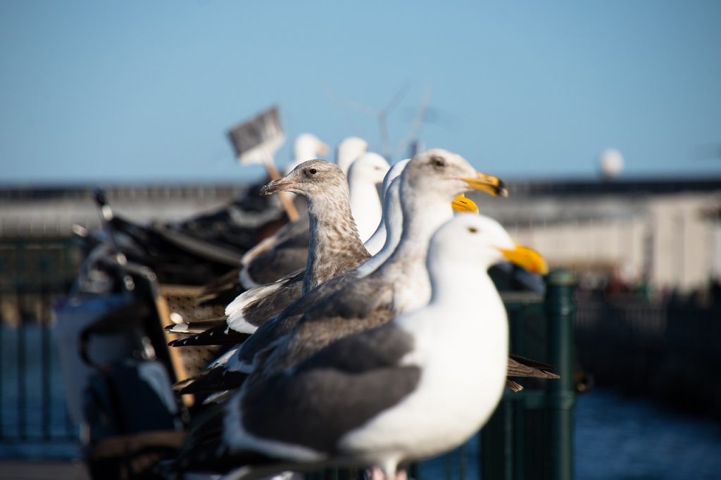 Seagulls, Pigeons And Their Bad Reputations » Why Some Birds Are Hated ...