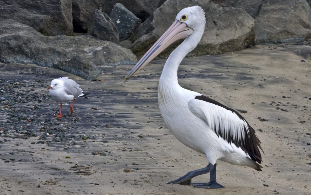 Feathered Heralds - Birds of War? - Bird Buddy Blog