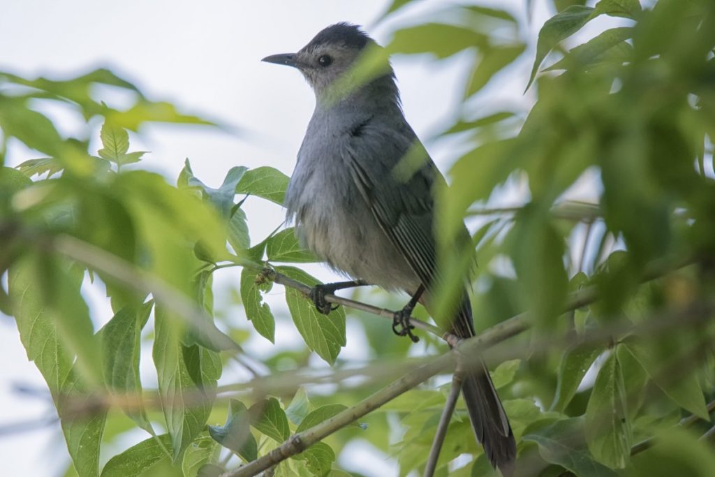 Bird Idioms and Proverbs - With Meaning and Origins - Bird Buddy Blog