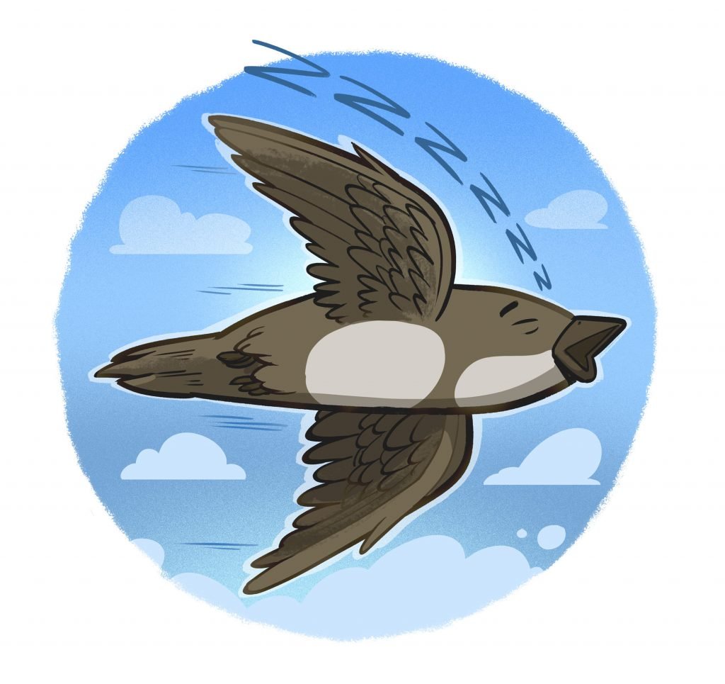 Five Awesome Facts About Bird Sleep - Bird Buddy Blog