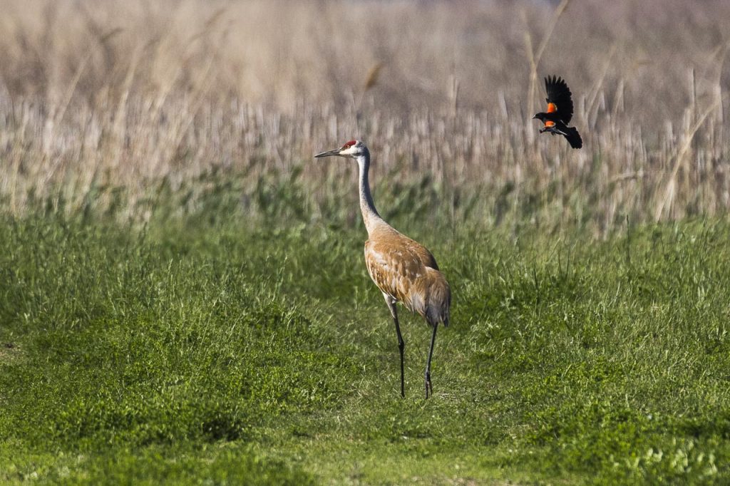 What is Bird “Mobbing”? » Bird Behaviour Explained - Bird Buddy Blog