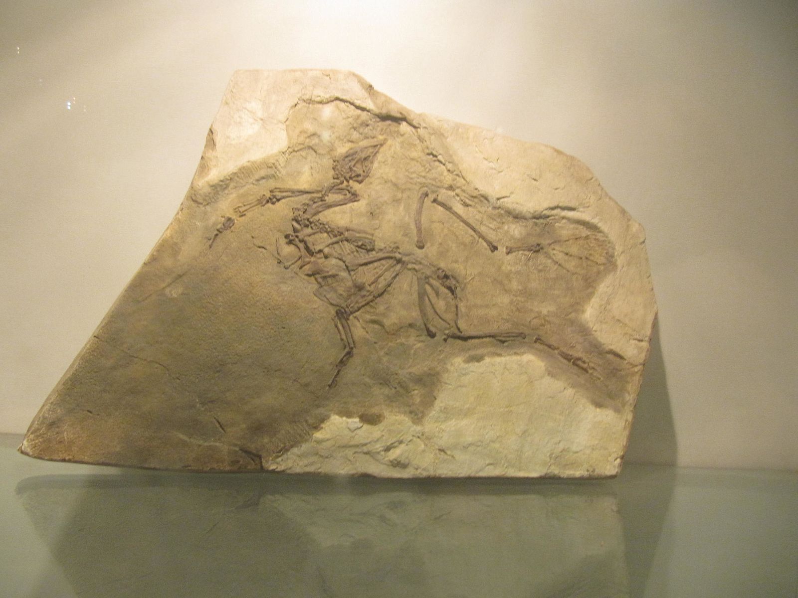 Bird Fossils Evolution Of Birds Bird Buddy Blog