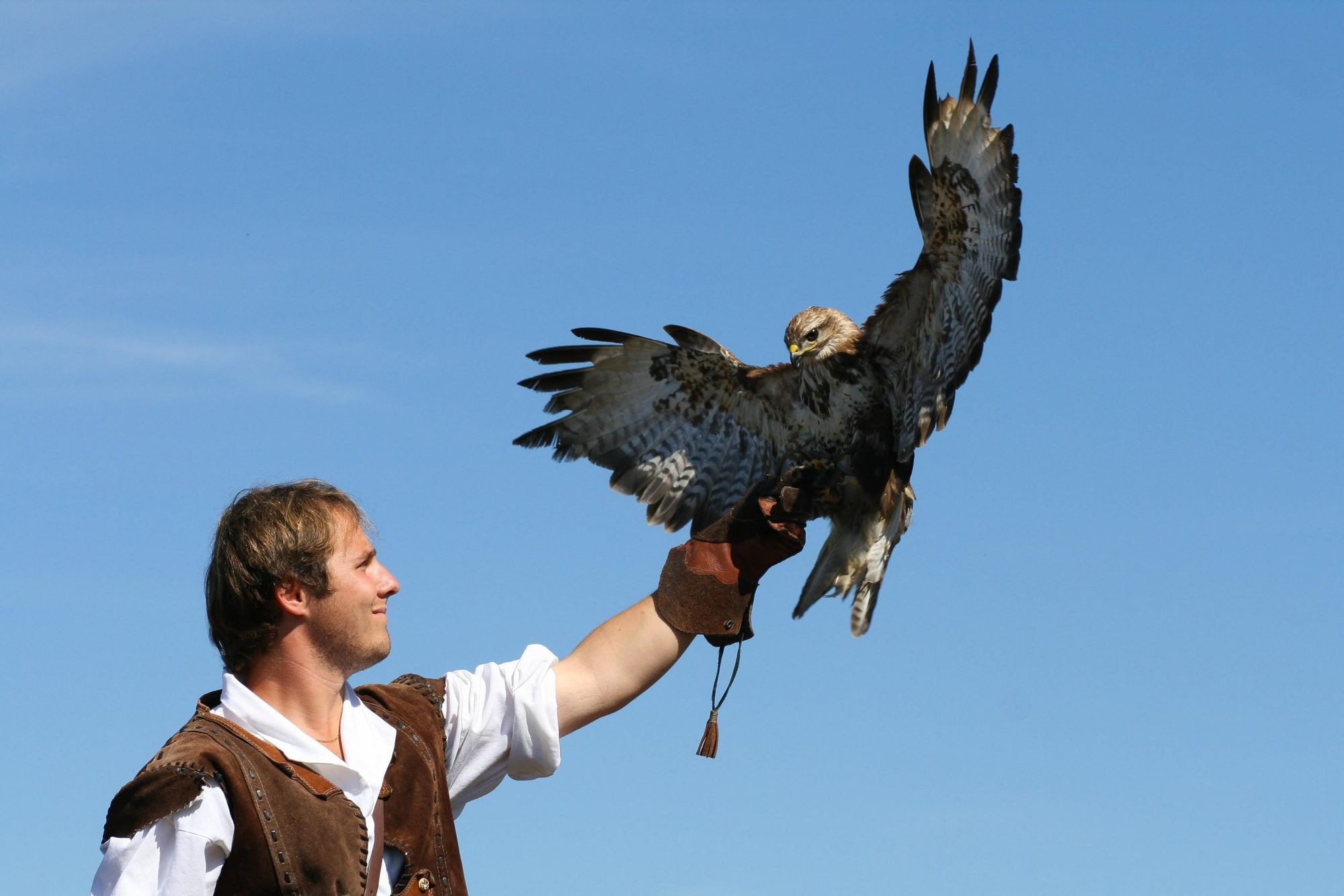 Falconry » Definition, History, Fun Facts - Bird Buddy Blog