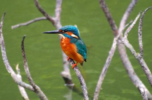 Bird Identification Part Two - Behaviour - Bird Buddy Blog