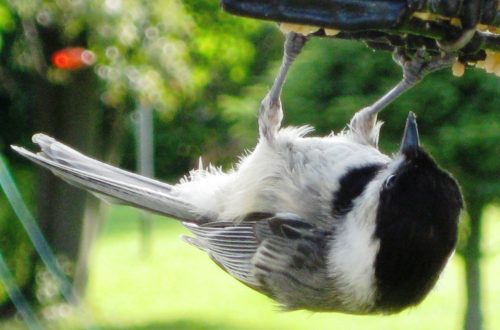 Citizen Science - How Counting Birds Helps Them & You - Bird Buddy Blog