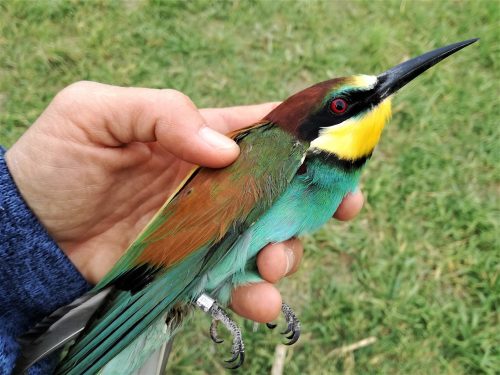 Bird Ringing » How and Why - Bird Buddy Blog