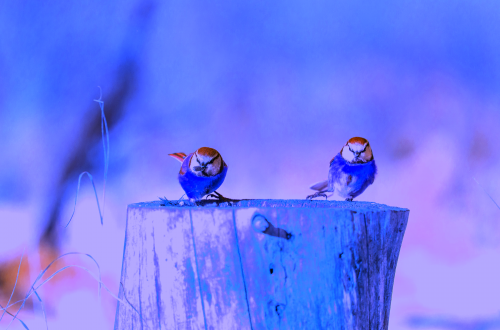 How Do Birds See the World - Bird Buddy Blog