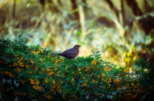 Getting Started In Bird Watching » Guide For Begginers - Bird Buddy Blog