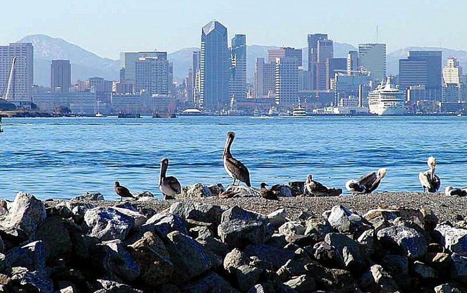 Birds In The City – Designing Cities With Birds In Mind - Bird Buddy Blog