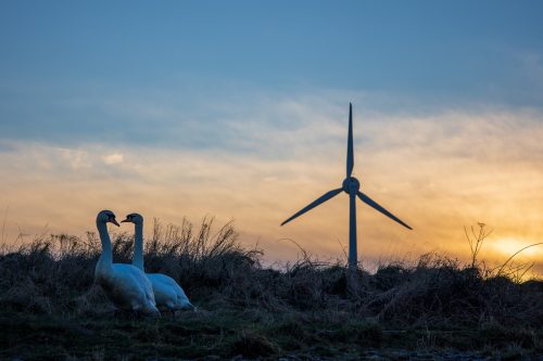 Wind Farms » Threat to Birds? - Bird Buddy Blog