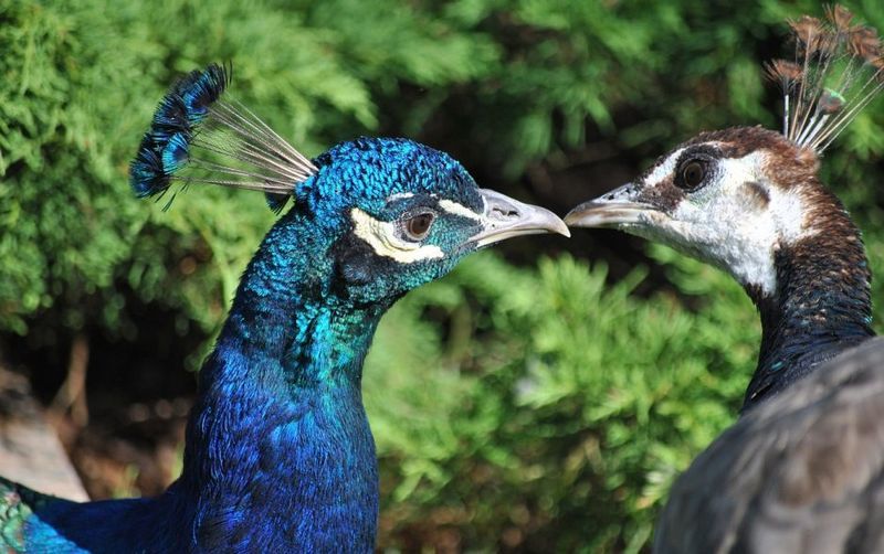 Male Vs Female Birds » Telling the Difference - Bird Buddy Blog