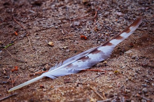 Understanding the Basics of Bird Molting - Bird Buddy Blog