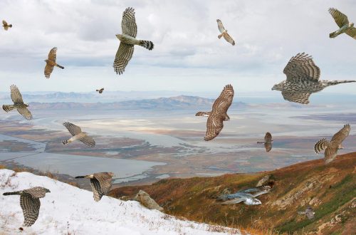 Basic Ways To Identify Raptors » Knowing The Difference - Bird Buddy Blog