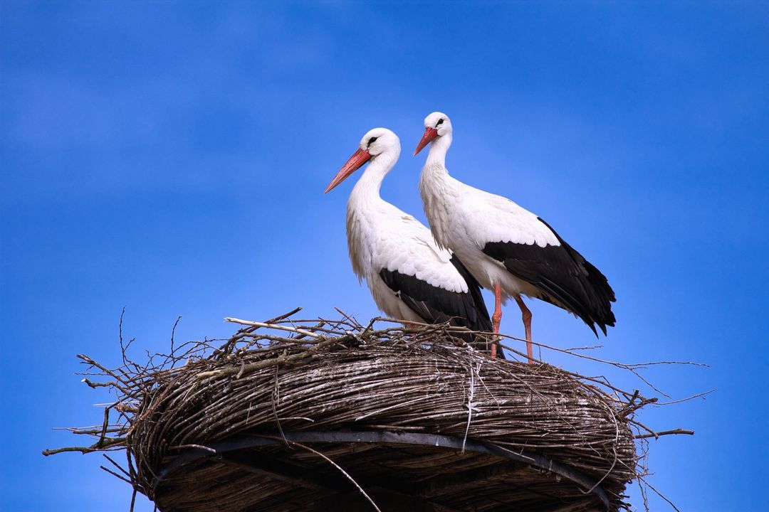 Storks: More Than Just Baby-Bringing Birds - Bird Buddy Blog