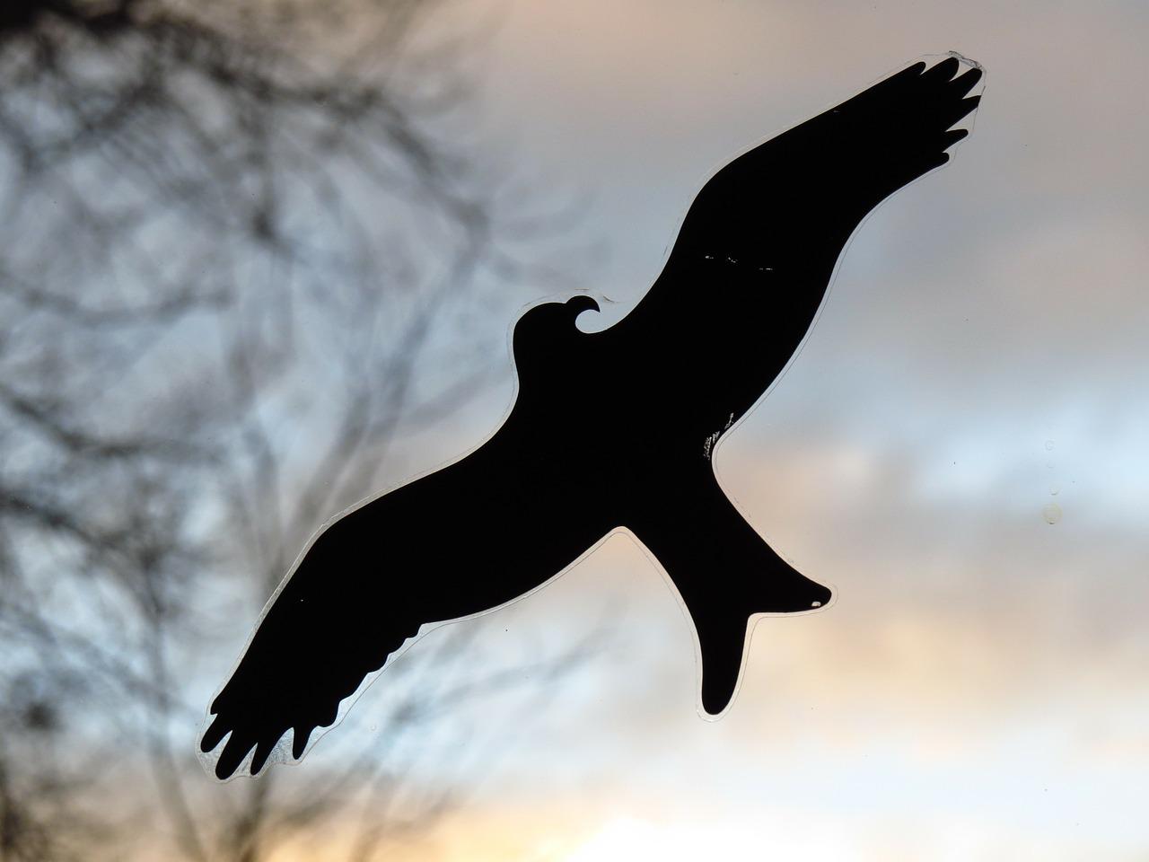 How Window Collisions Are Fatal For The Birds - Bird Buddy Blog