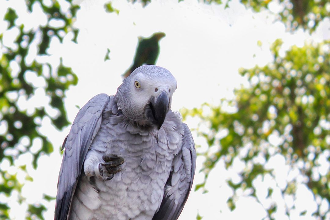 Lifespans of Birds - Do Birds Live to Old Age? - Bird Buddy Blog