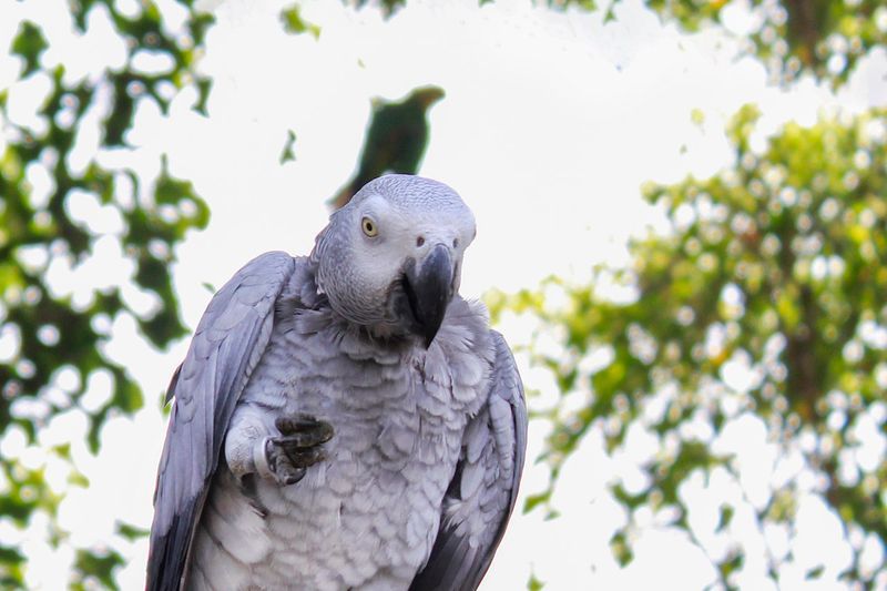 Lifespans of Birds - Do Birds Live to Old Age? - Bird Buddy Blog