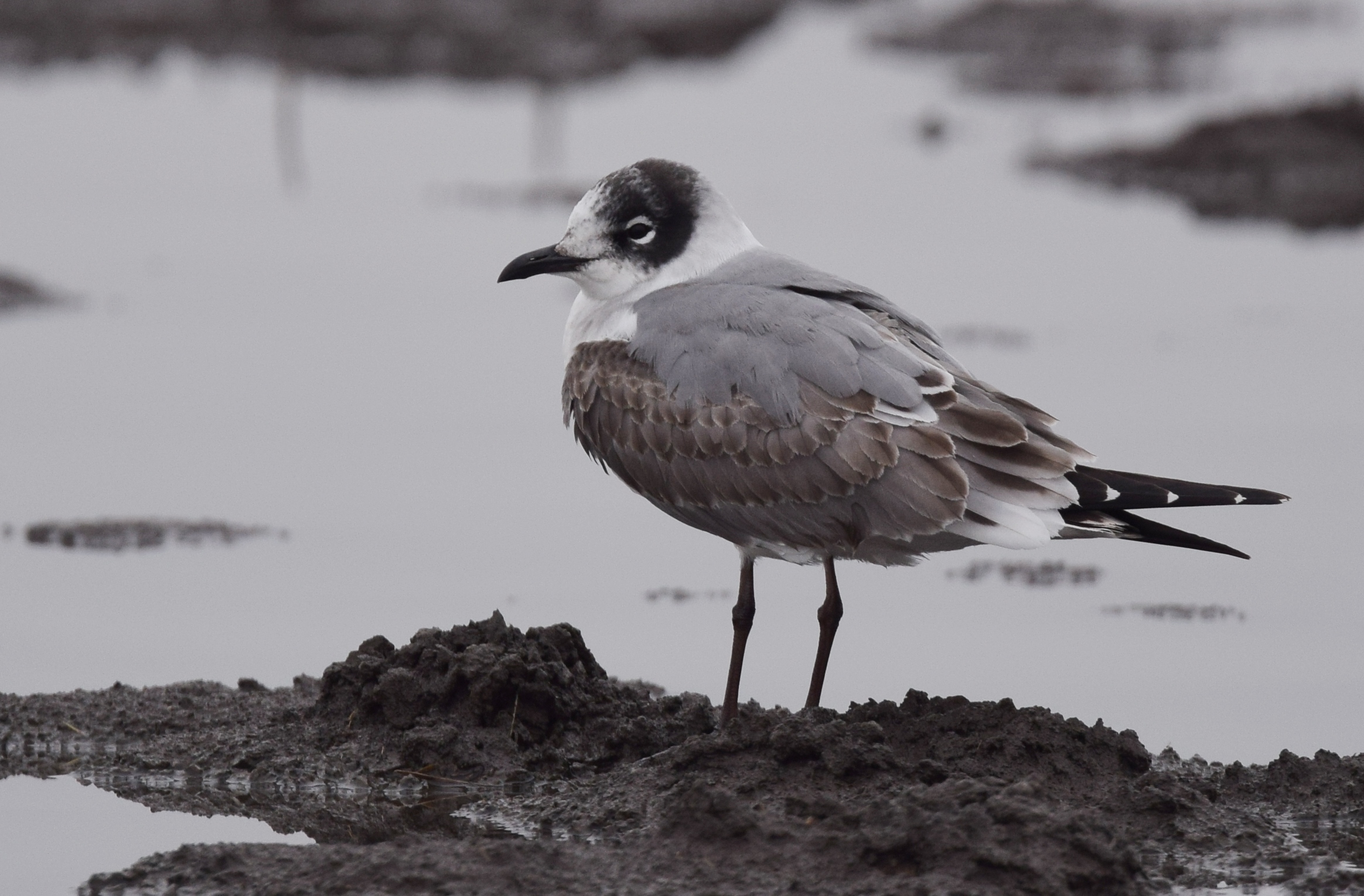 Seagulls, Pigeons And Their Bad Reputations » Why Some Birds Are Hated ...