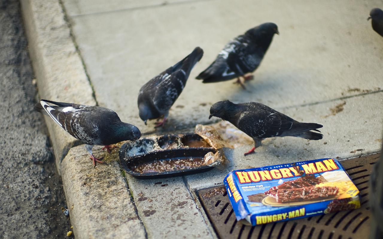 Seagulls, Pigeons And Their Bad Reputations » Why Some Birds Are Hated ...